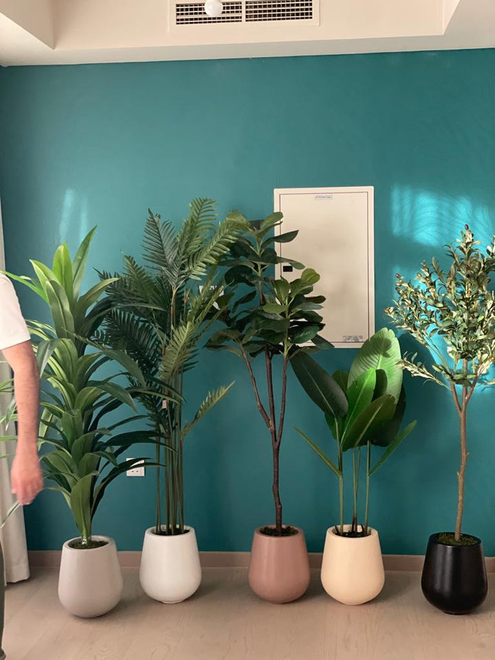 Well Potted Plants | Buy Indoor & Outdoor Plants Online Dubai ...