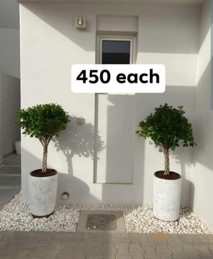 Well Potted Plants | Buy Indoor & Outdoor Plants Online Dubai ...