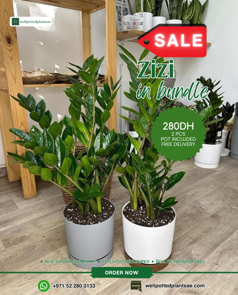 Zizi Bundle PROMO – wellpottedplants
