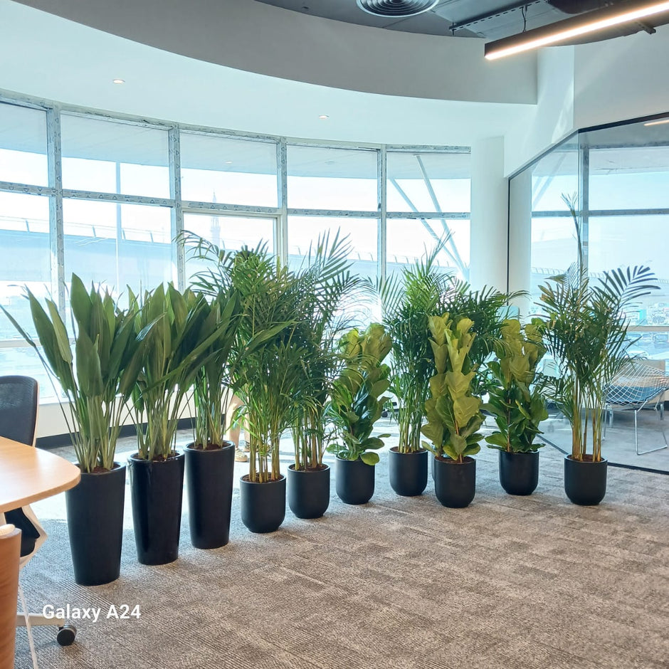 Shop Best Indoor office Plants in UAE | Well Potted Plants ...
