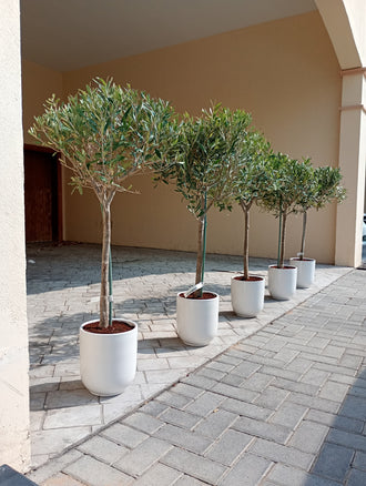 Well Potted Plants | Buy Indoor & Outdoor Plants Online Dubai ...