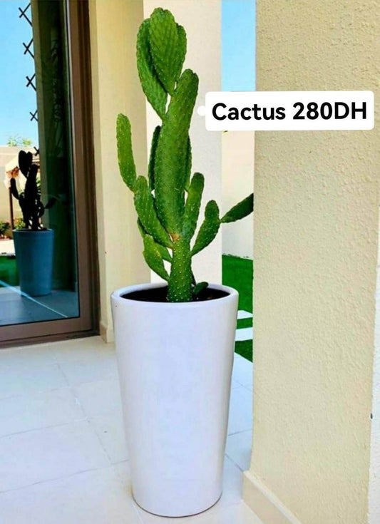 AA Cactus in Long Pot