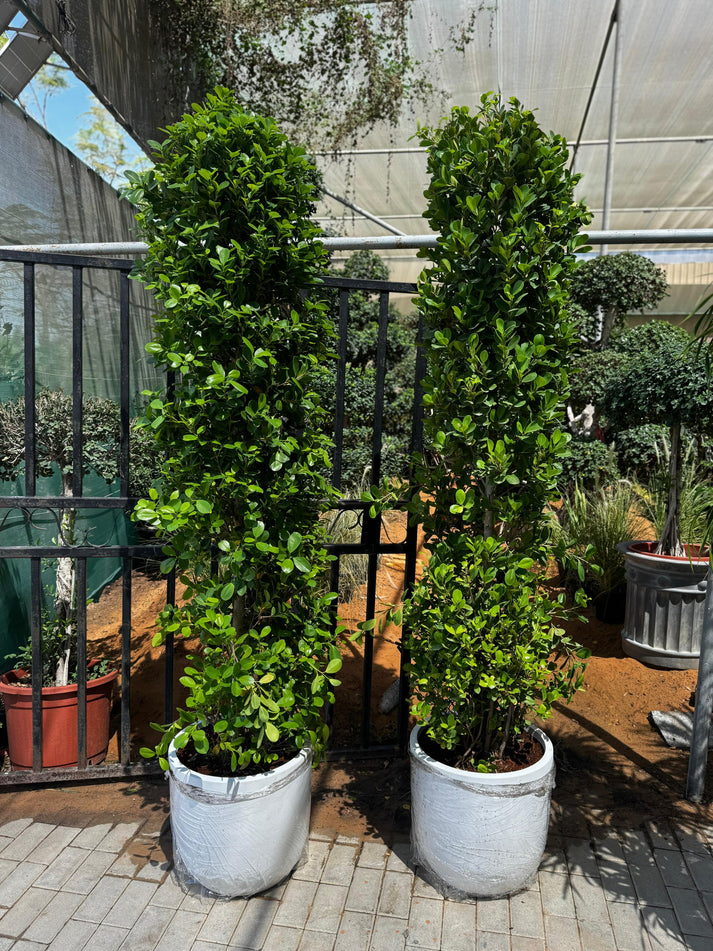 Ficus Giant 2.5m to 3m Premium Outdoor Plant Each Privacy Plant ...