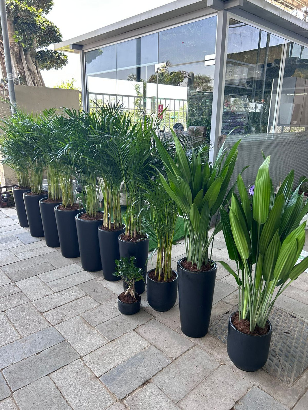 Well Potted Plants | Buy Indoor & Outdoor Plants Online Dubai ...