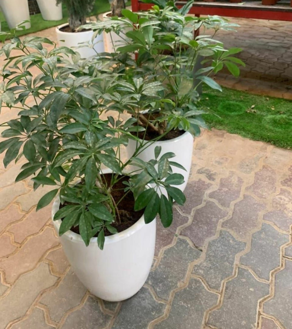 Five Finger Plant each – wellpottedplants