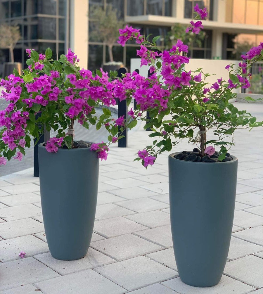 Well Potted Plants | Buy Indoor & Outdoor Plants Online Dubai ...